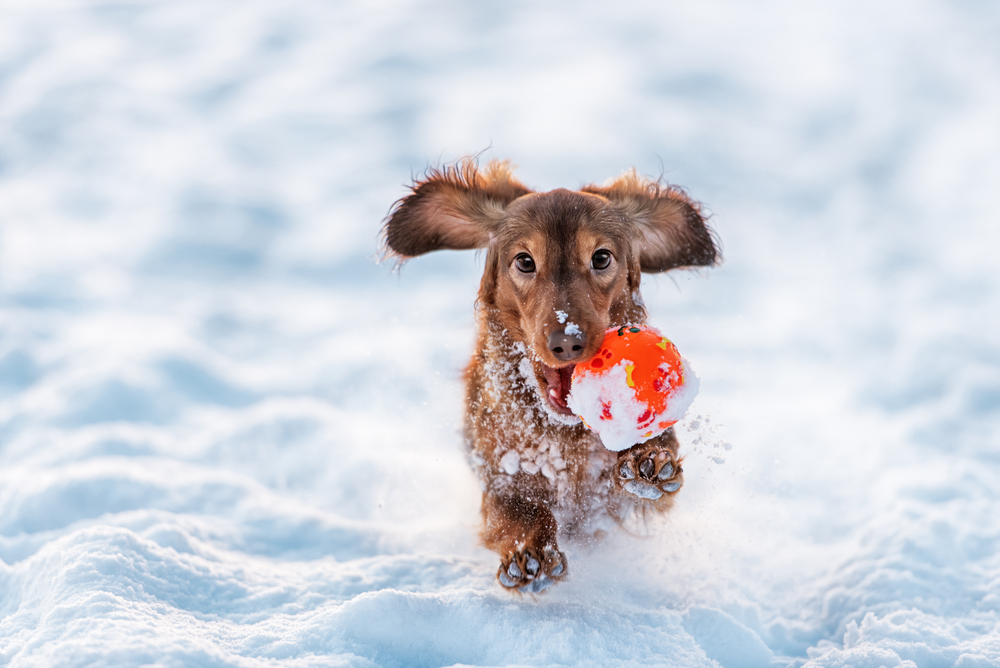 9 Tips for Keeping Your Dog Safe in Cold Weather