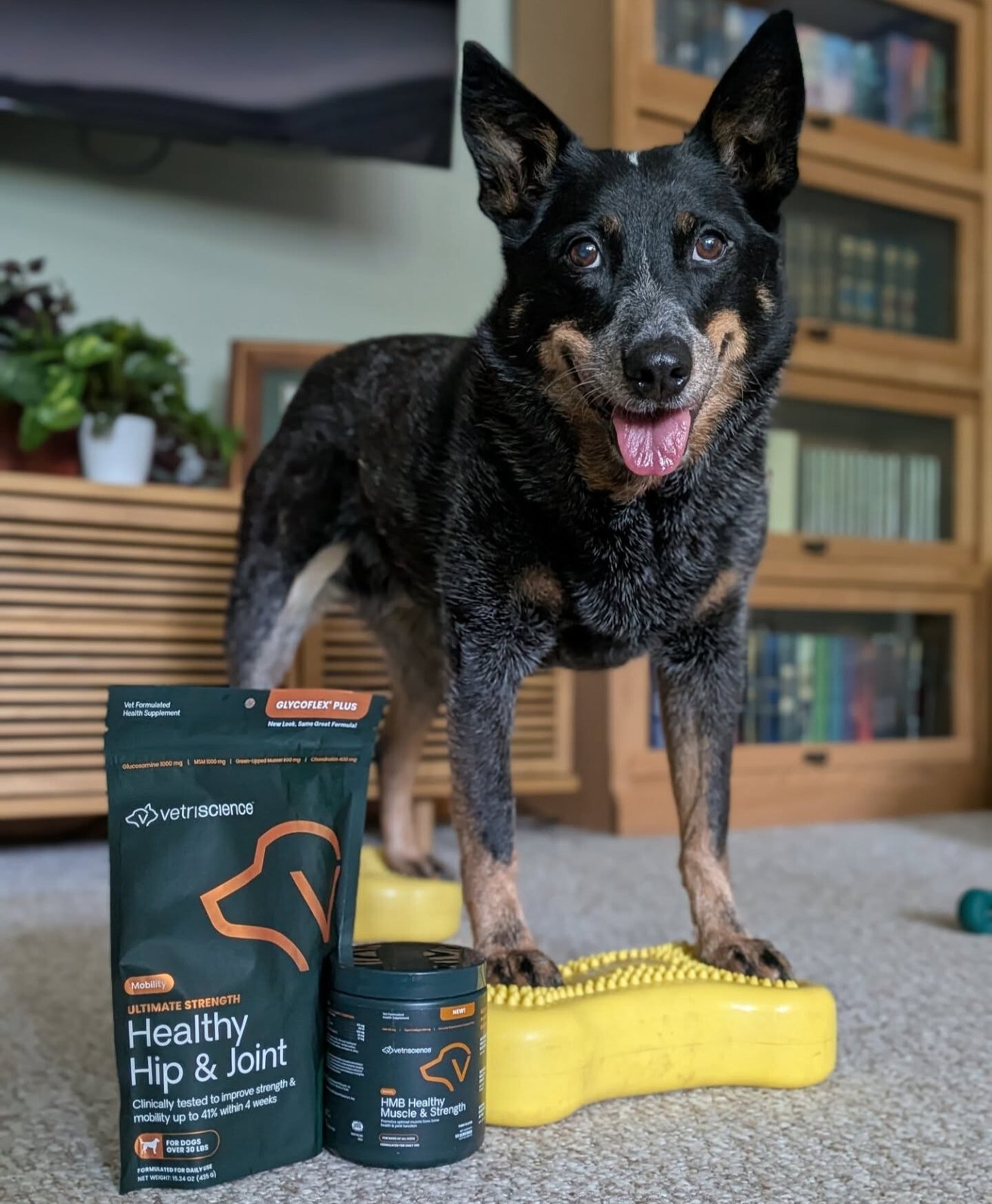 Vet Advice on How to Choose the Best Joint Supplements for Dogs (2026)