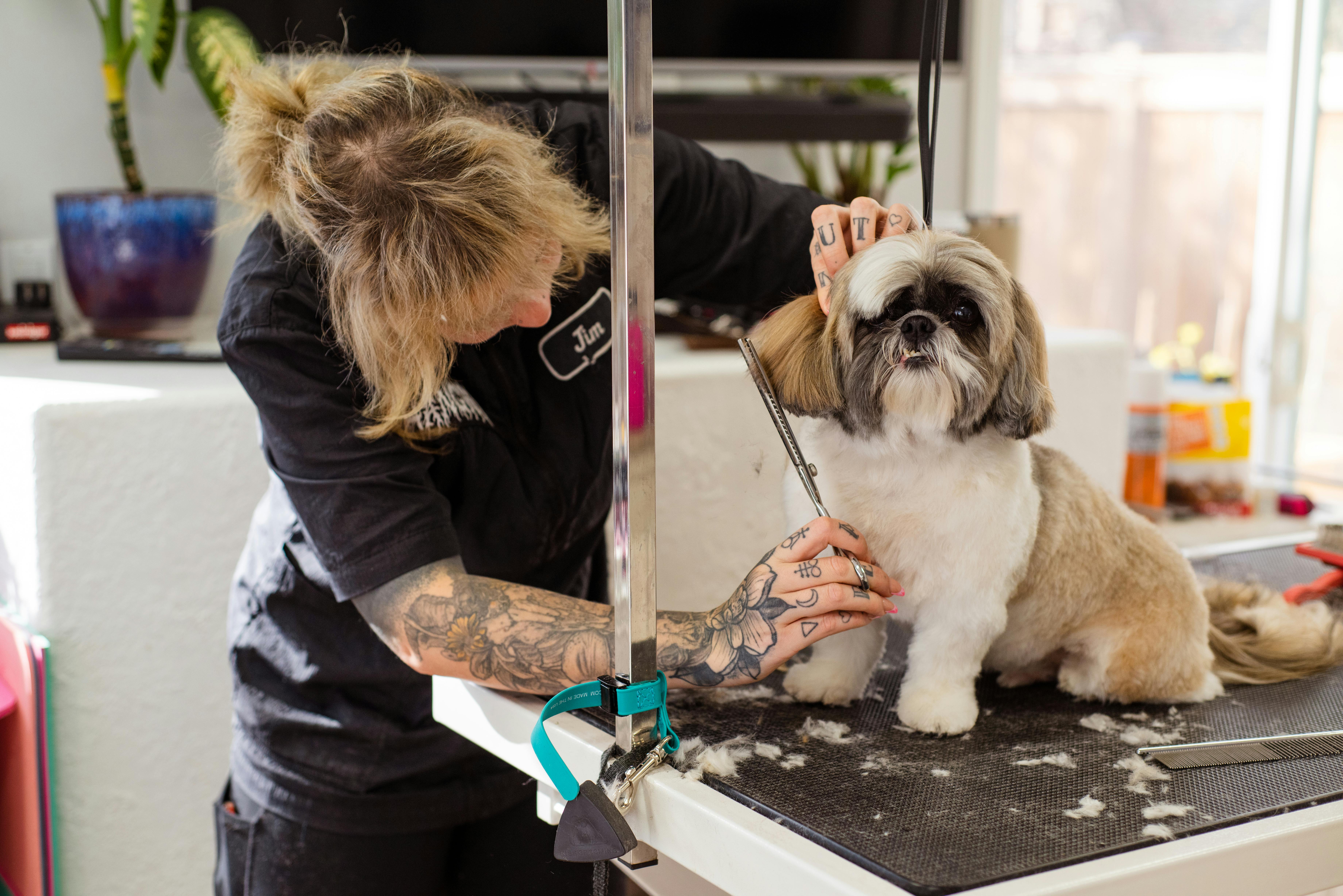 How to Improve a Dog's Coat: Grooming Tips and Nutritional Support